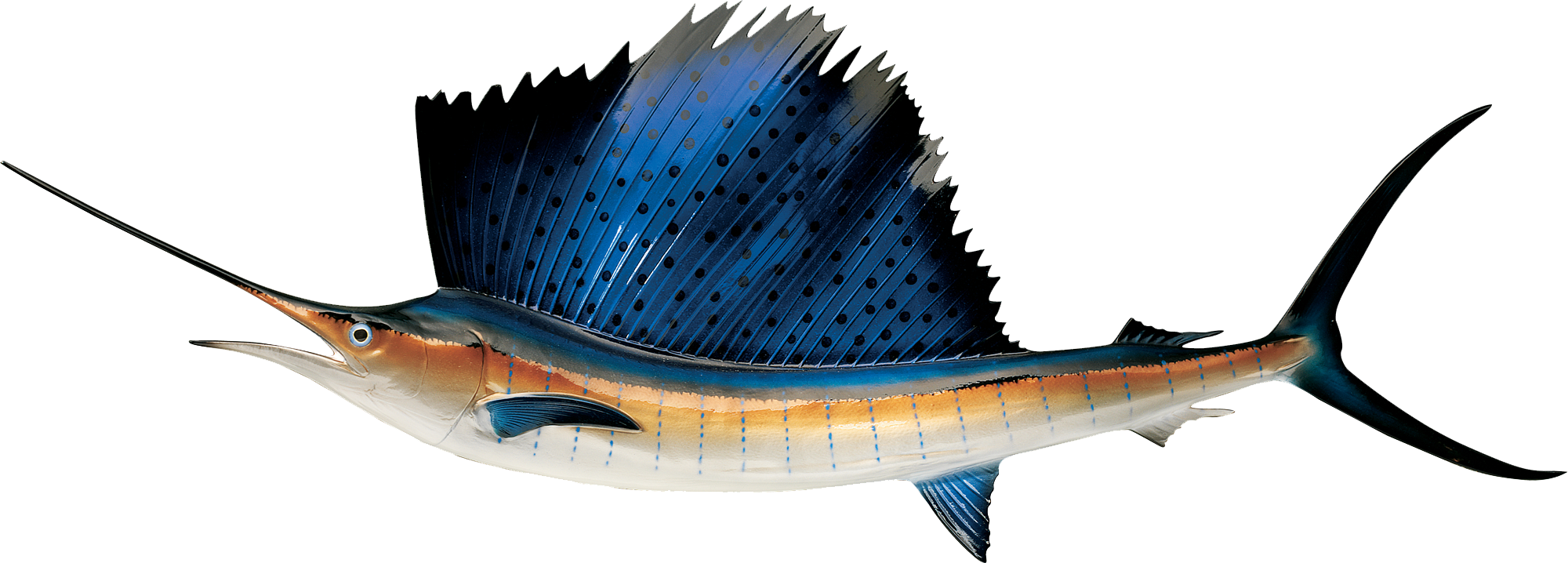 Cabela's Fish Mount Saltwater Replica Sailfish | Cabela's